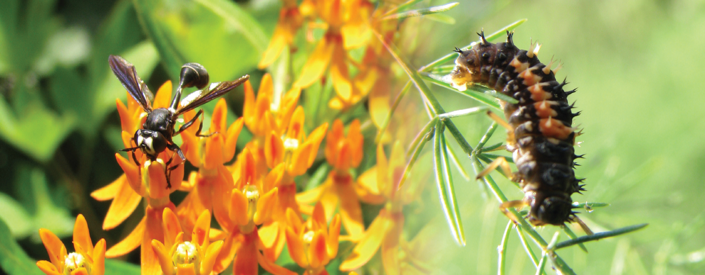 Beautiful Plants for Beneficial Insects - Out & About Magazine