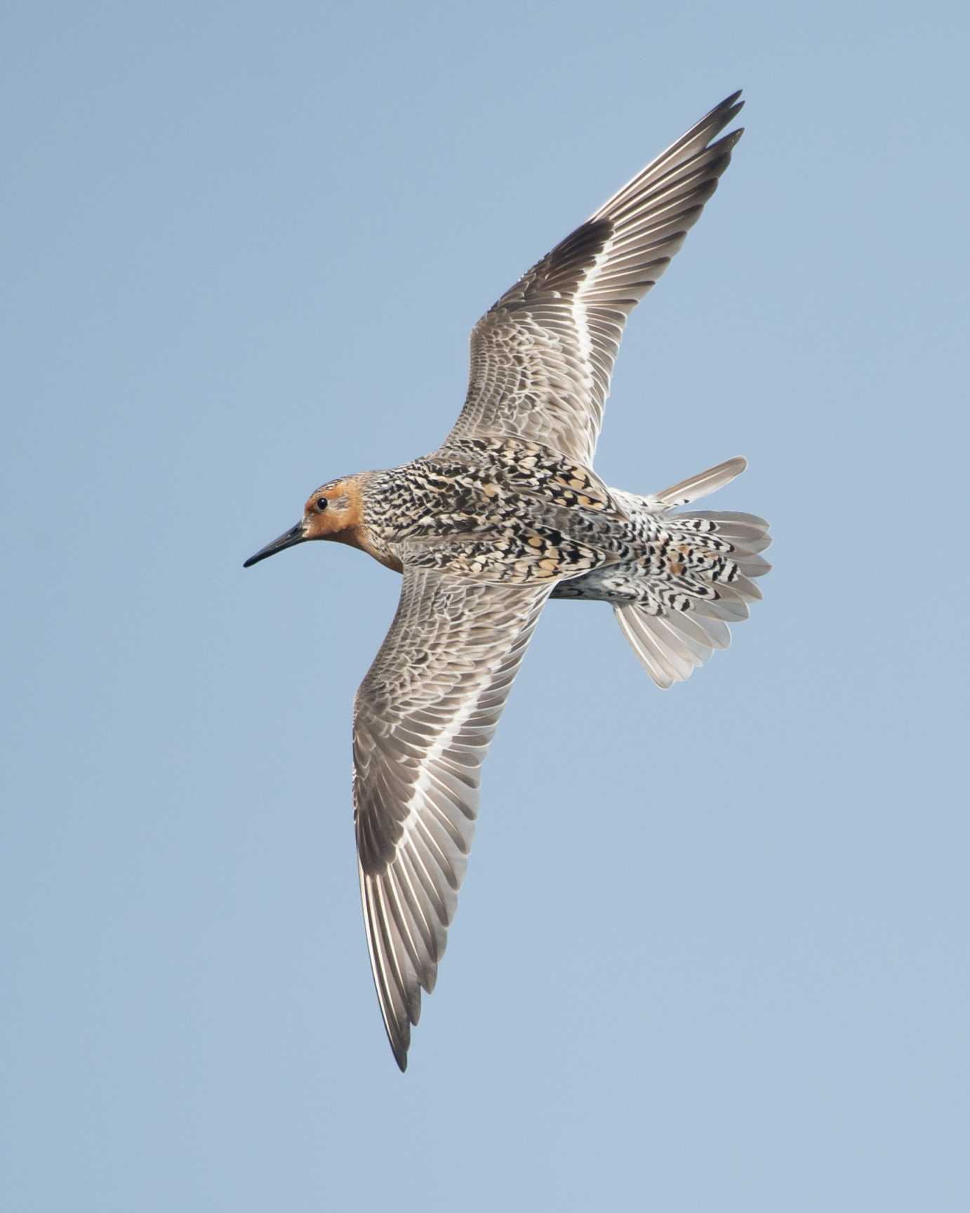 Red Knot flight-5 - Out & About Magazine