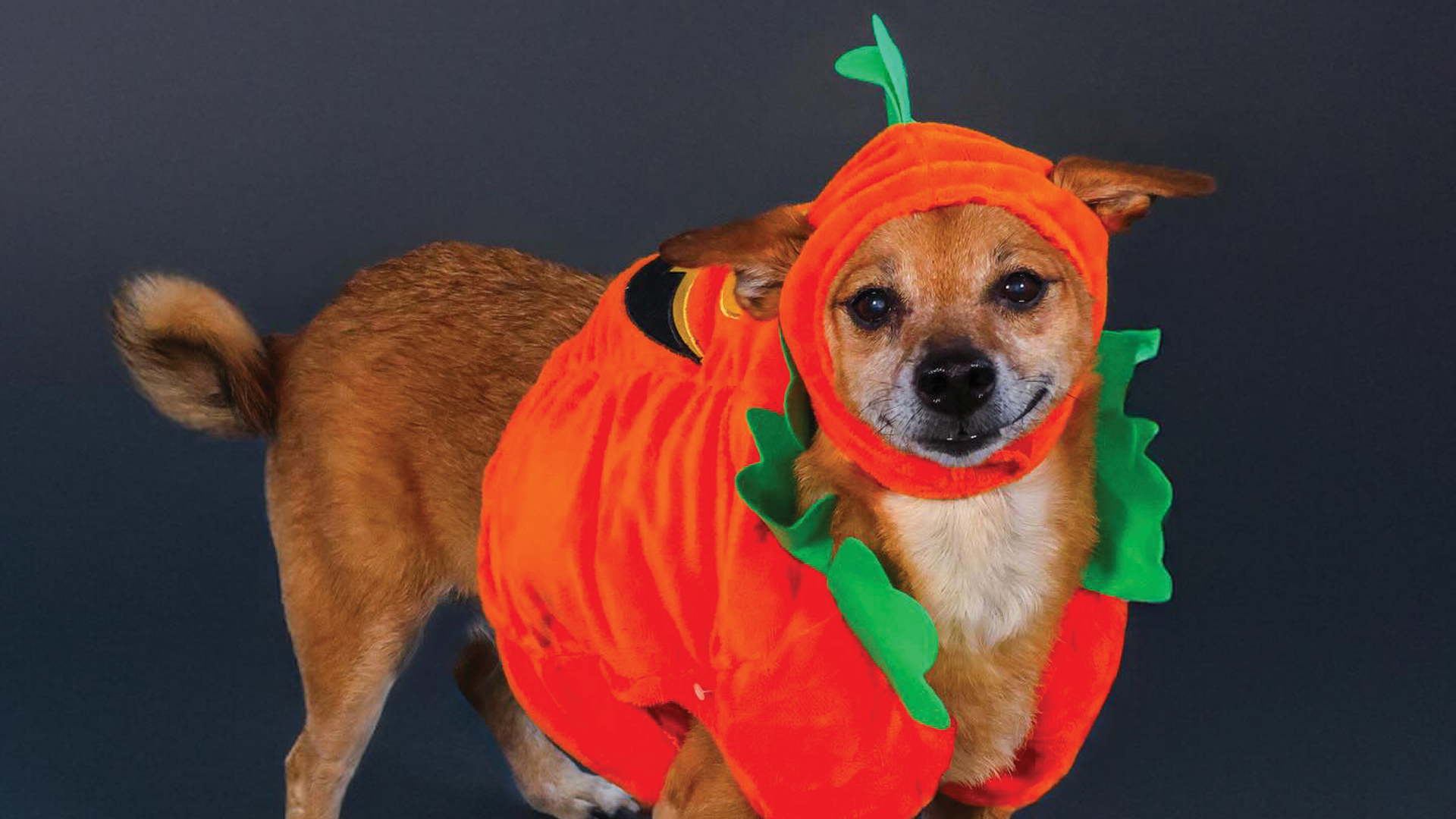 Pets of the Month - Keeping Pets Safe This Spooky Season - Out & About ...