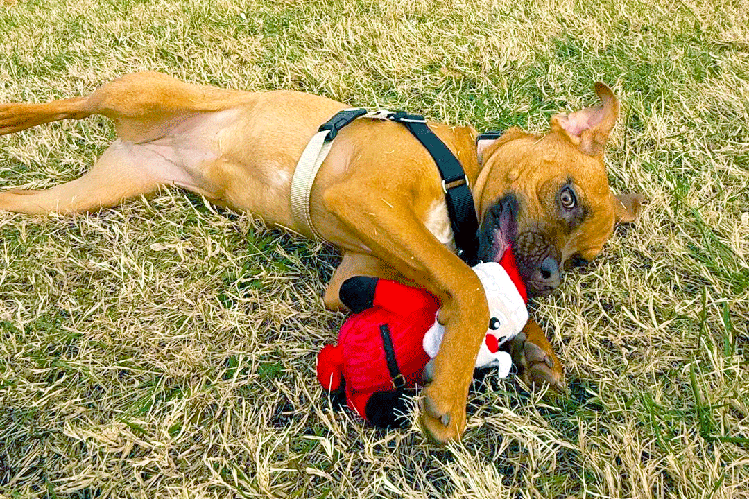 Pets of the Month - The Holiday Pet Boom: What to Know Before Deciding ...